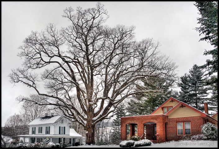 Saying goodbye to the giant oak, referred to as Jonesborough’s oldest ...